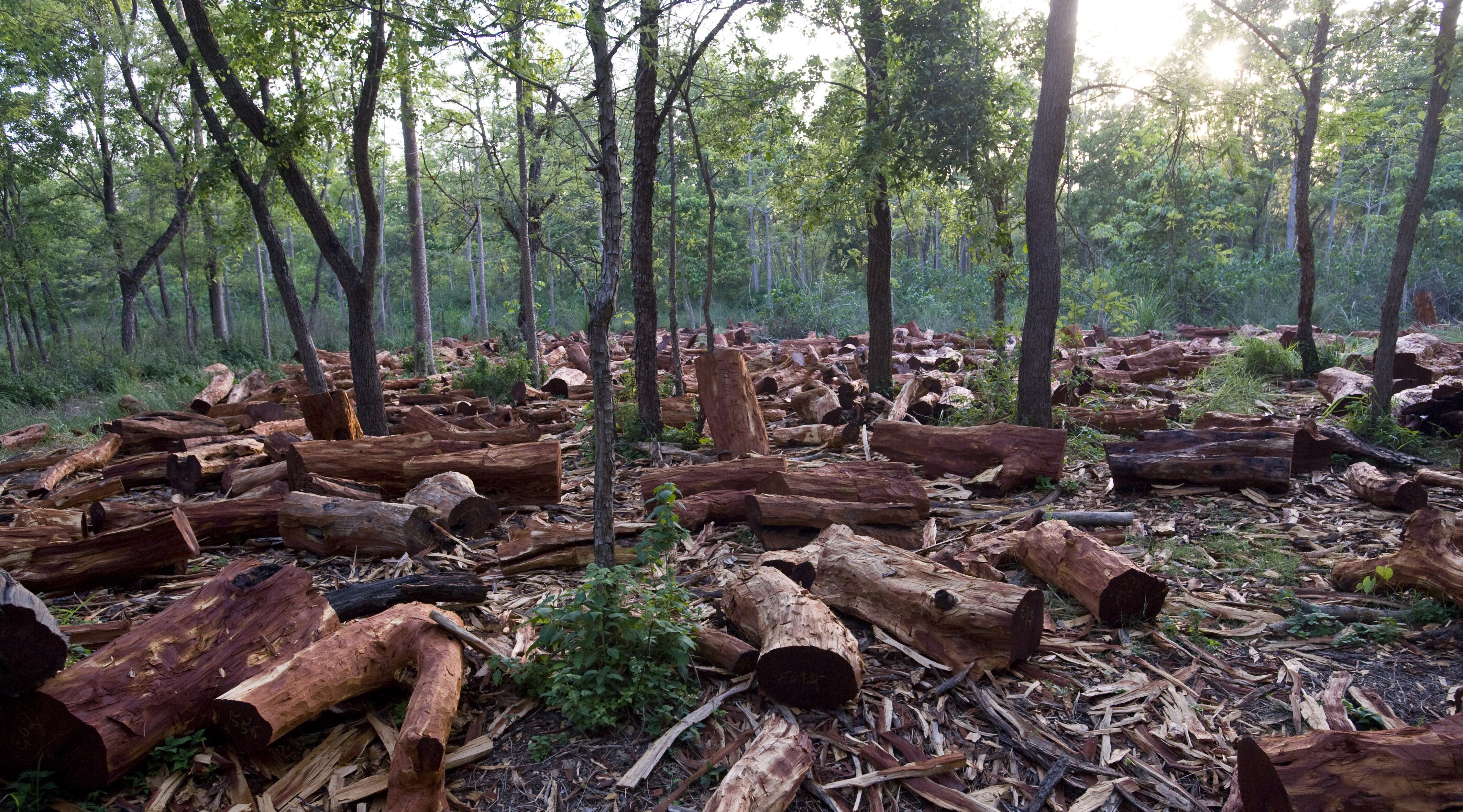 Mudan as Clim ticas E Desmatamento No Brasil Mudan as Clim ticas E Desmatamento No Brasil