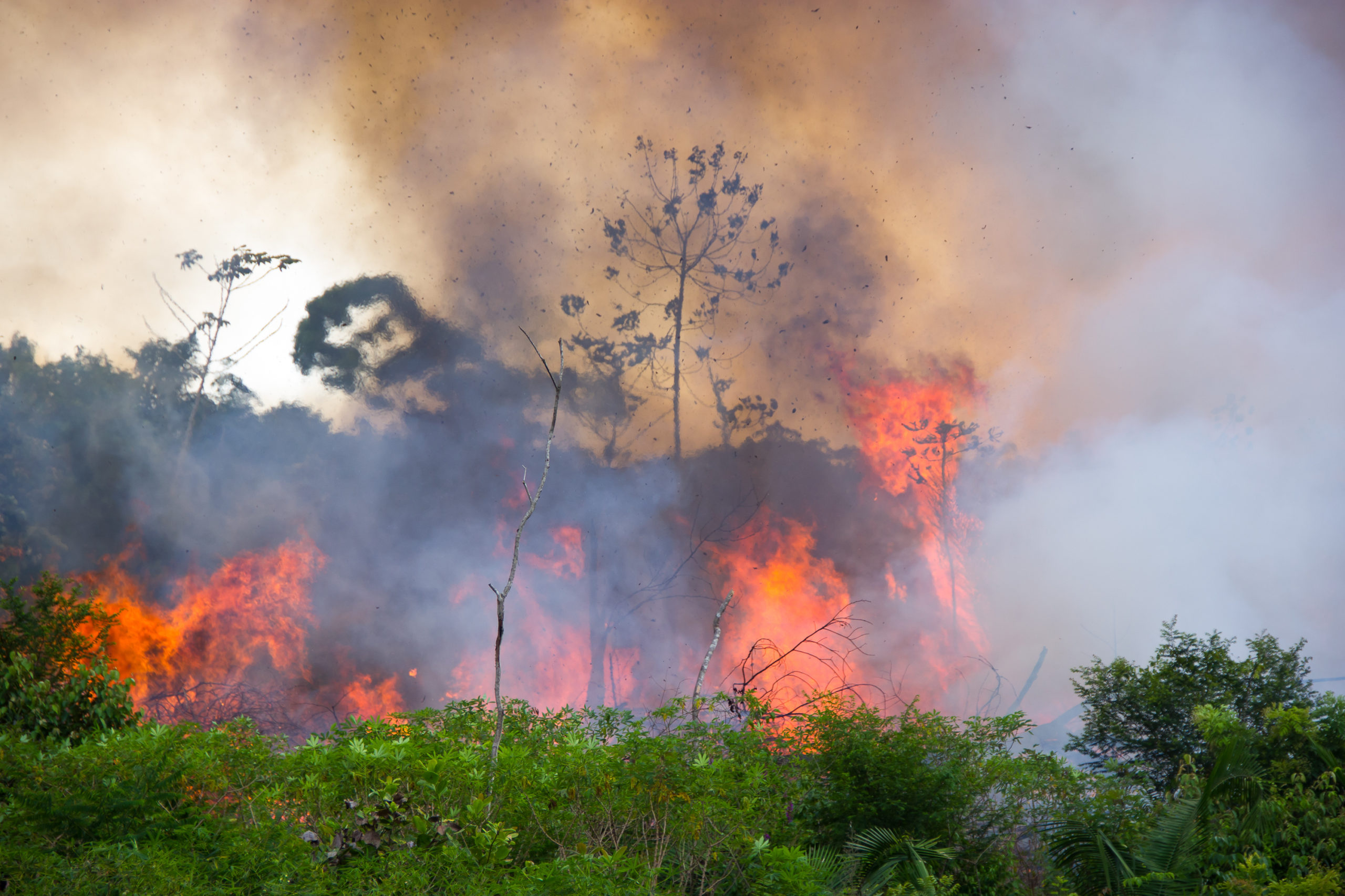 Brazilian Amazon Burning - Observatório do 3° Setor