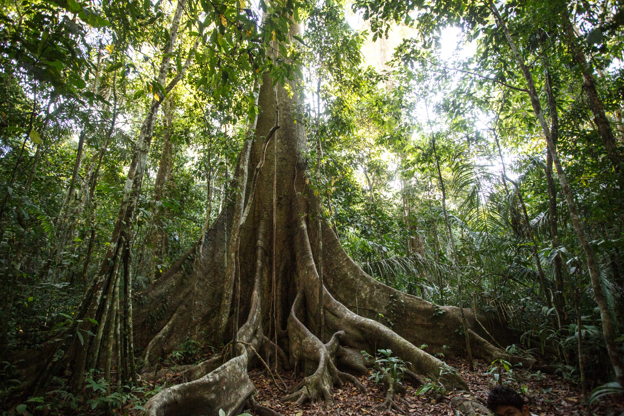 Roots of the Lupuna tree in the Amazon rainforest of Peru ...